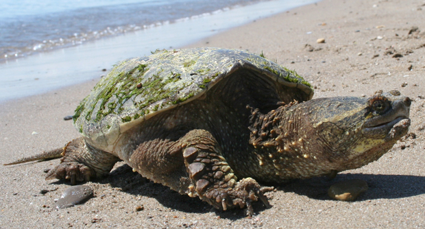 End the snapping turtle hunt - Ontario Nature